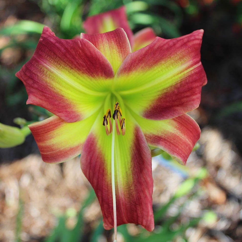 FRIED GREEN TOMATOES Indian Camp Daylilies FRIED GREEN TOMATOES Indian Camp Daylilies